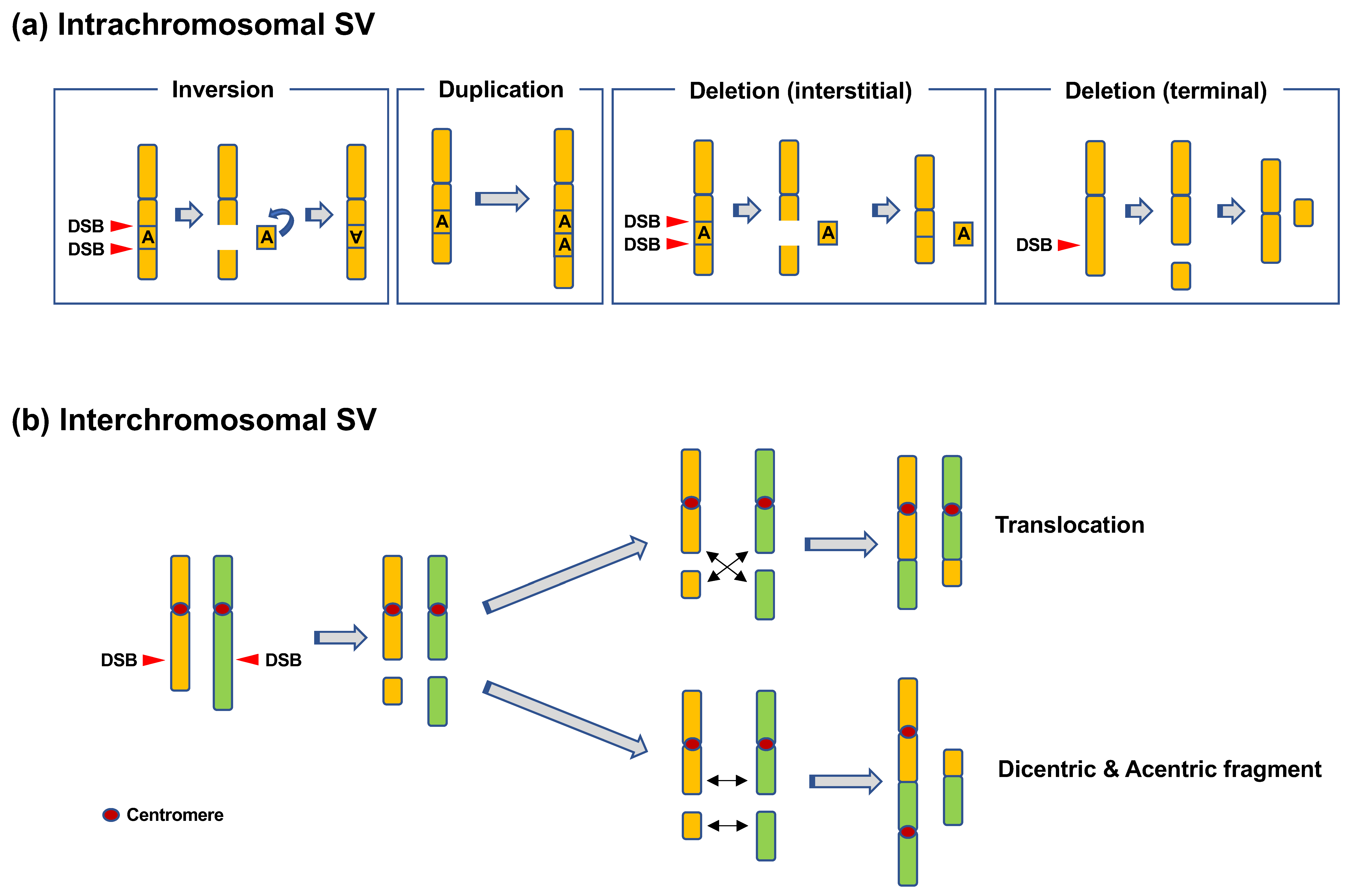 Mechanisms Underlying the Suppression of Chromosome Rearrangements by ...
