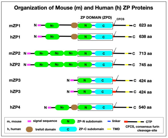 Zona Pellucida Genes and Proteins: Essential Players in Mammalian ...
