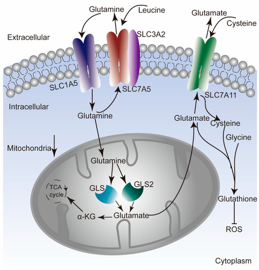 Genes | Free Full-Text | Glutamine Metabolism Regulators Associated ...