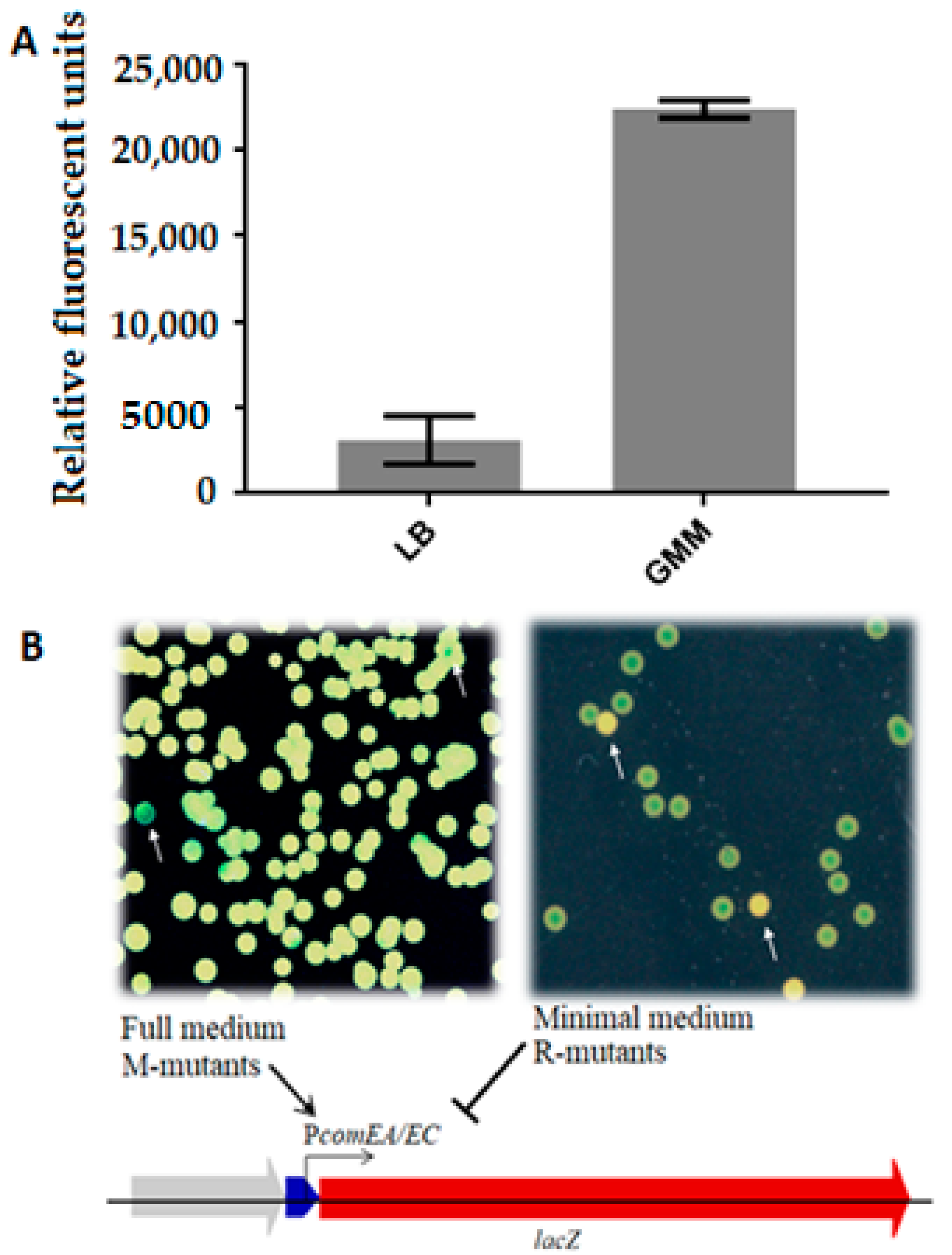 Identification of New Chromosomal Loci Involved in com Genes Expression ...