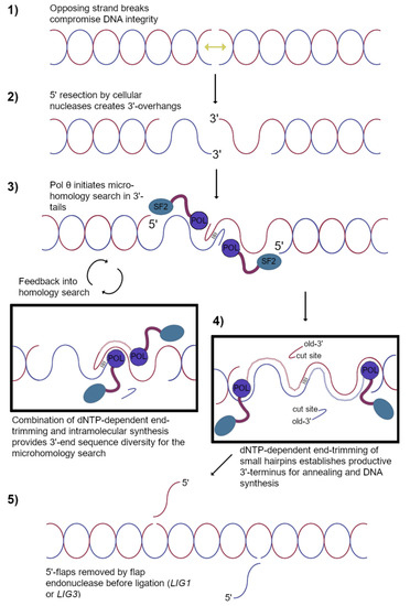 Polymerase θ Coordinates Multiple Intrinsic Enzymatic Activities during ...