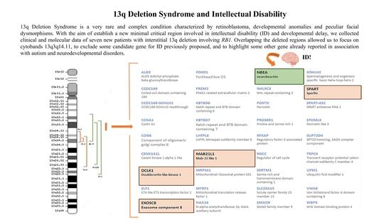Genes | Free Full-Text | 13q Deletion Syndrome Involving RB1 ...