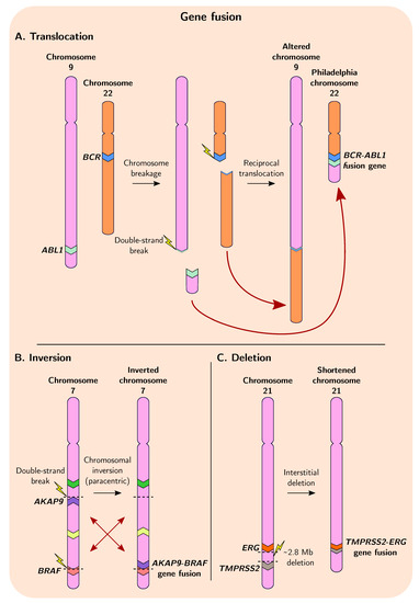 Gene Duplication and Gene Fusion Are Important Drivers of ...