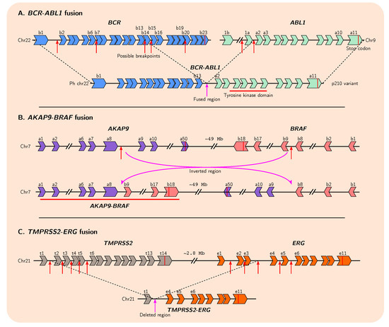 Gene Duplication and Gene Fusion Are Important Drivers of ...