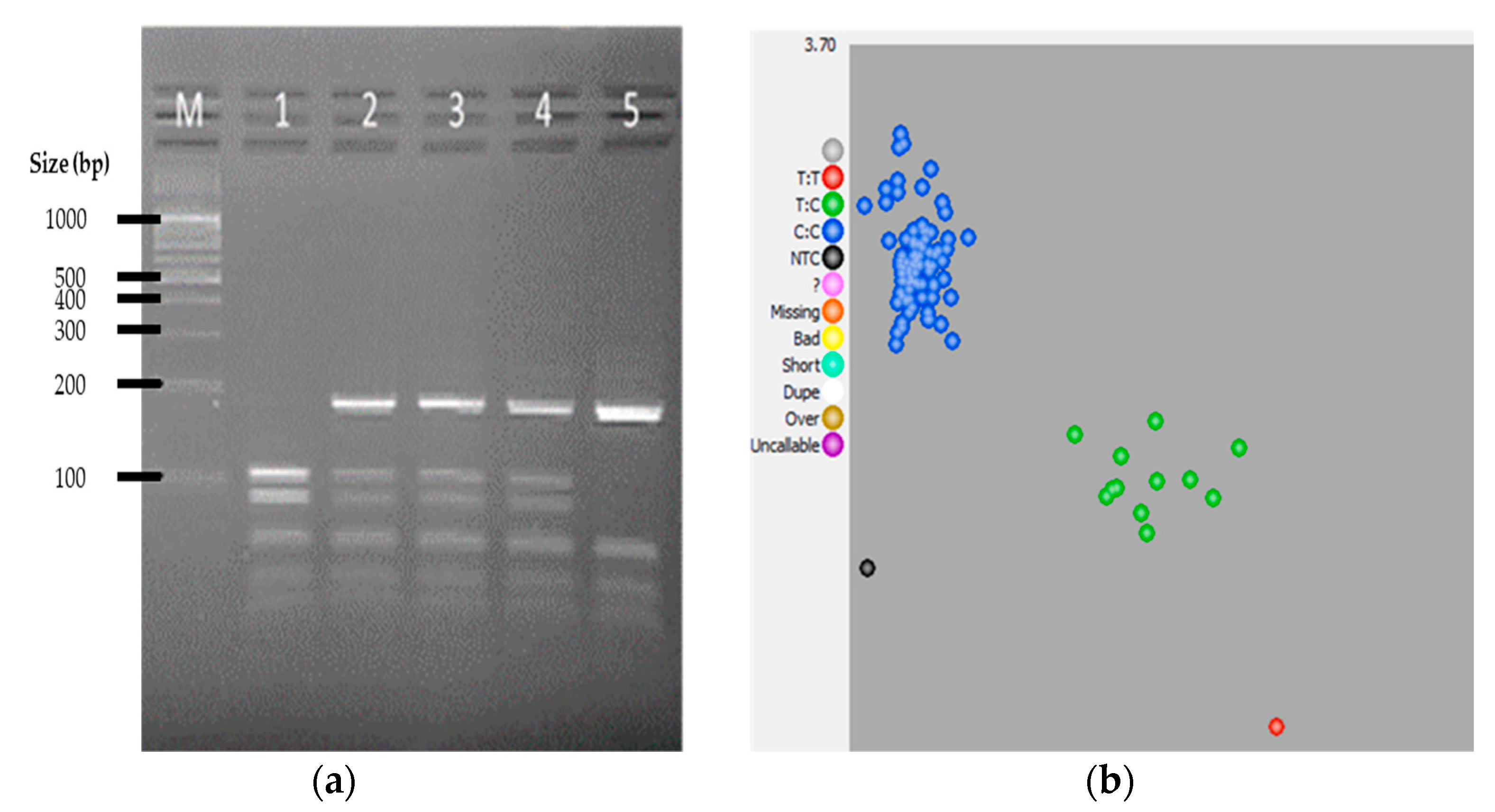 Genes Free Full Text Development And Validation Of Kasp Assays For