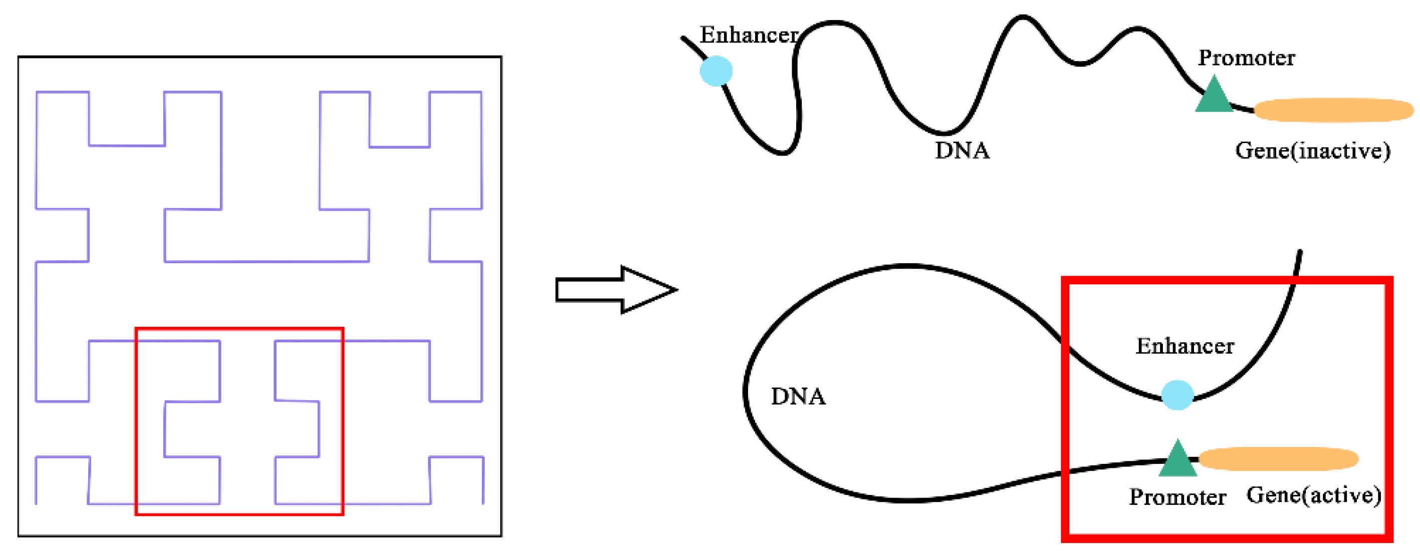 Genes Free Full Text Epishilbert Prediction Of Enhancer Promoter Interactions Via Hilbert