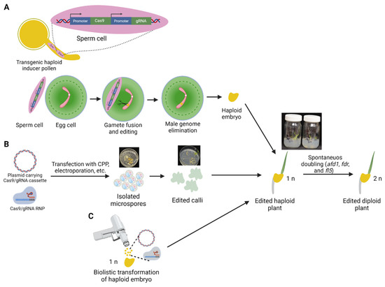 Advances in Gene Editing of Haploid Tissues in Crops