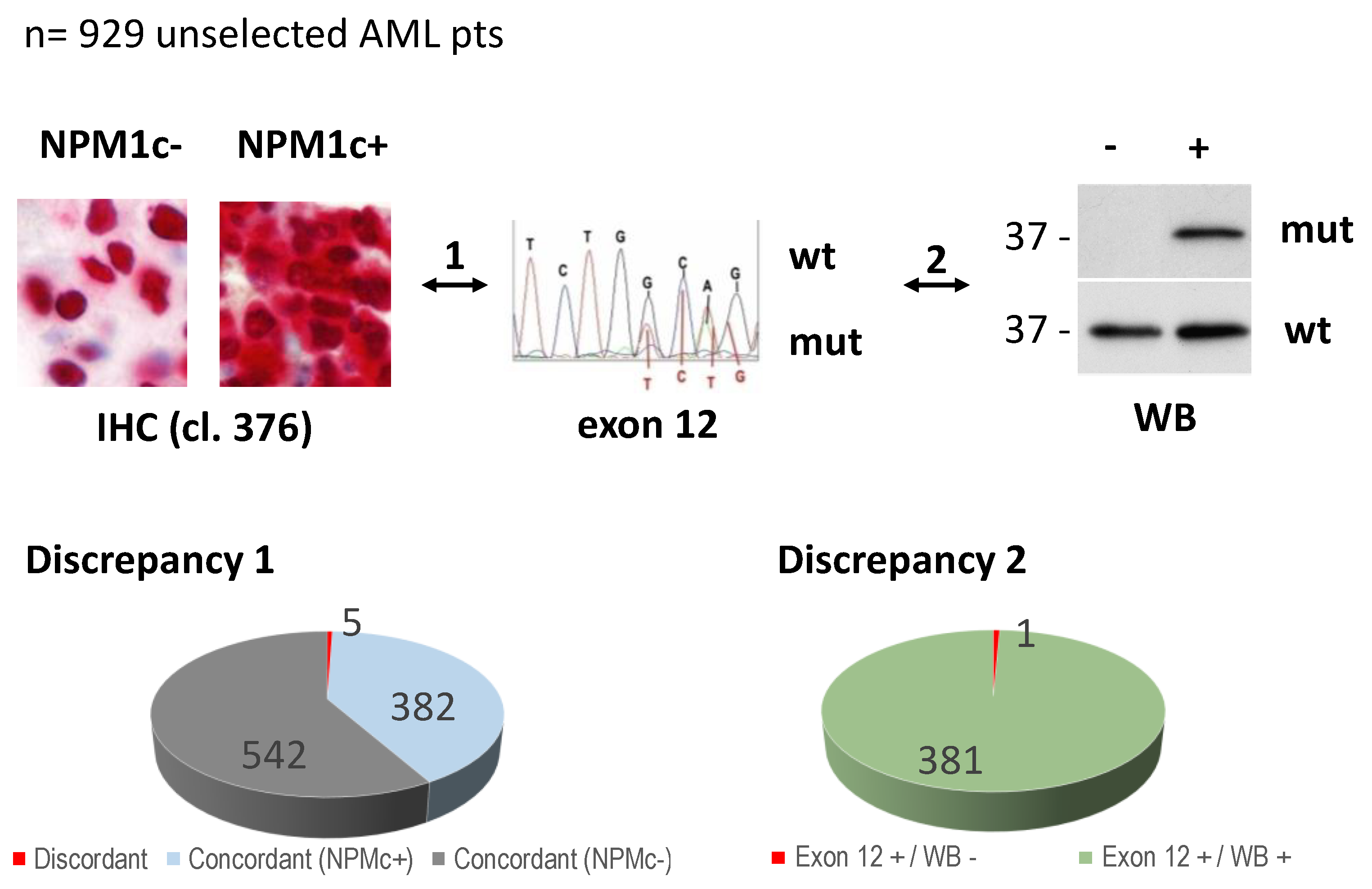 A Curious Novel Combination of Nucleophosmin (NPM1) Gene Mutations Leading to Aberrant ...
