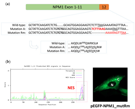 A Curious Novel Combination of Nucleophosmin (NPM1) Gene Mutations ...