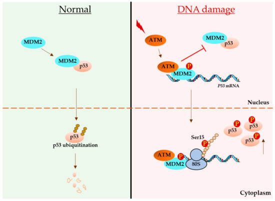 p53 mRNA Metabolism Links with the DNA Damage Response