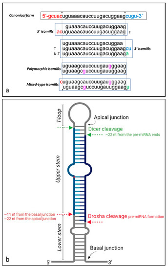 Emerging Role of isomiRs in Cancer: State of the Art and Recent Advances