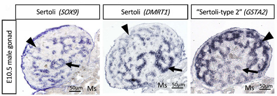 Genes | Free Full-Text | Genetic Regulation of Avian Testis Development