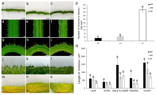 Genes | Free Full-Text | A SNP Mutation in Homeodomain-DDT (HD-DDT ...