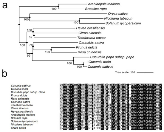 Genes | Free Full-Text | A SNP Mutation in Homeodomain-DDT (HD-DDT ...