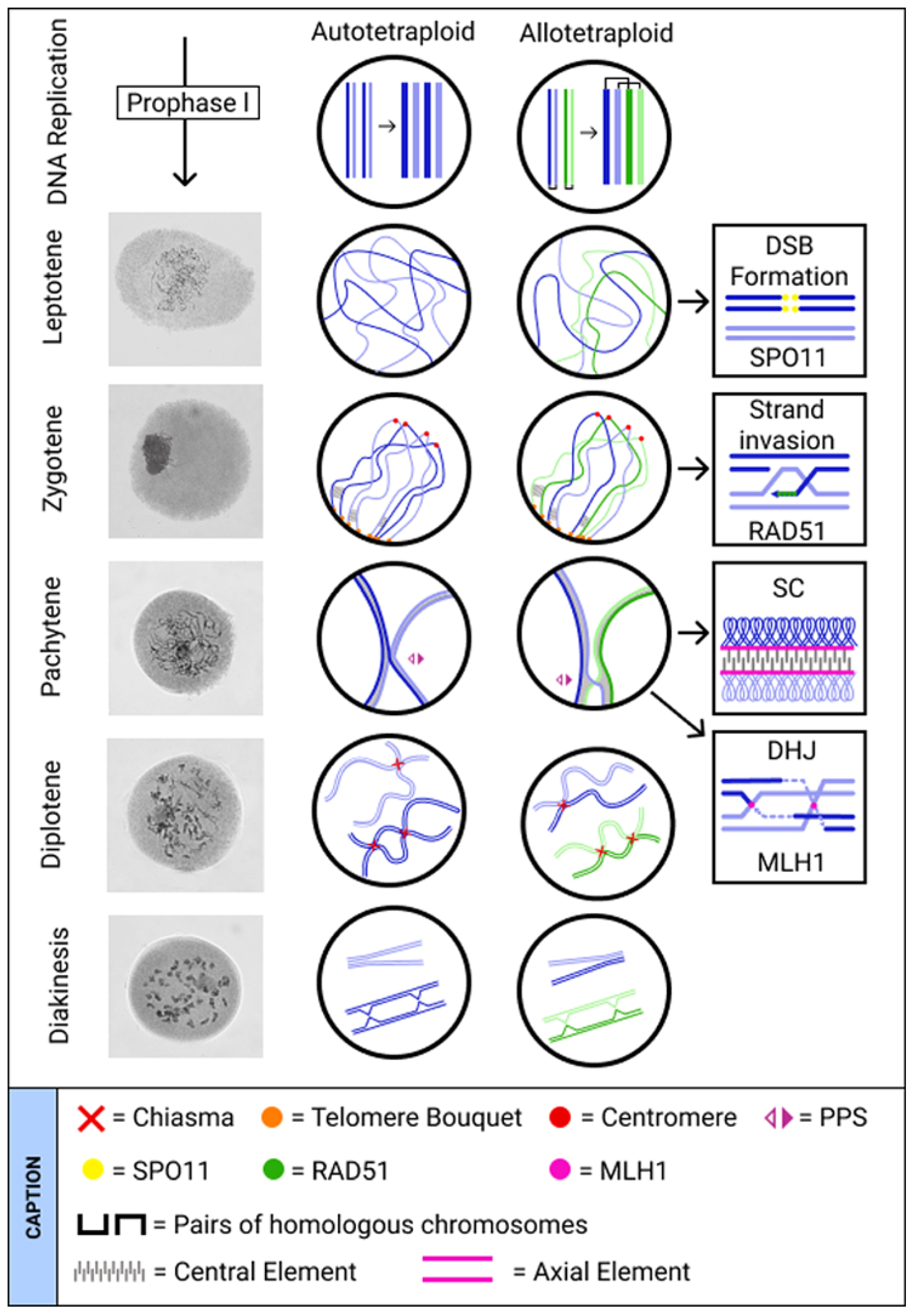 Genes Free Full Text Meiosis In Polyploids And Implications For