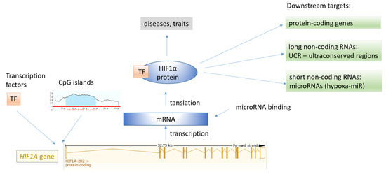Integrative Map of HIF1A Regulatory Elements and Variations