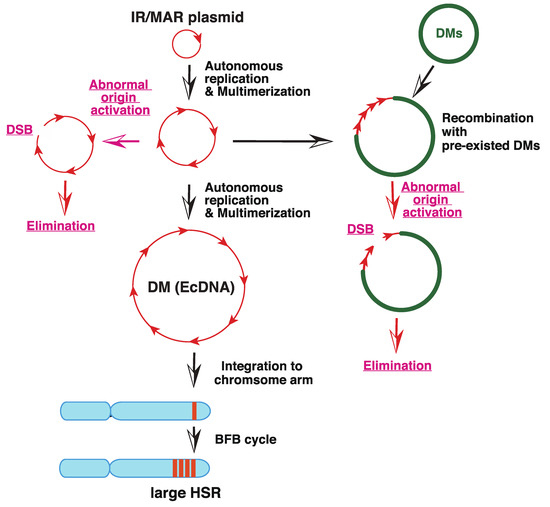 Gene Amplification and the Extrachromosomal Circular DNA