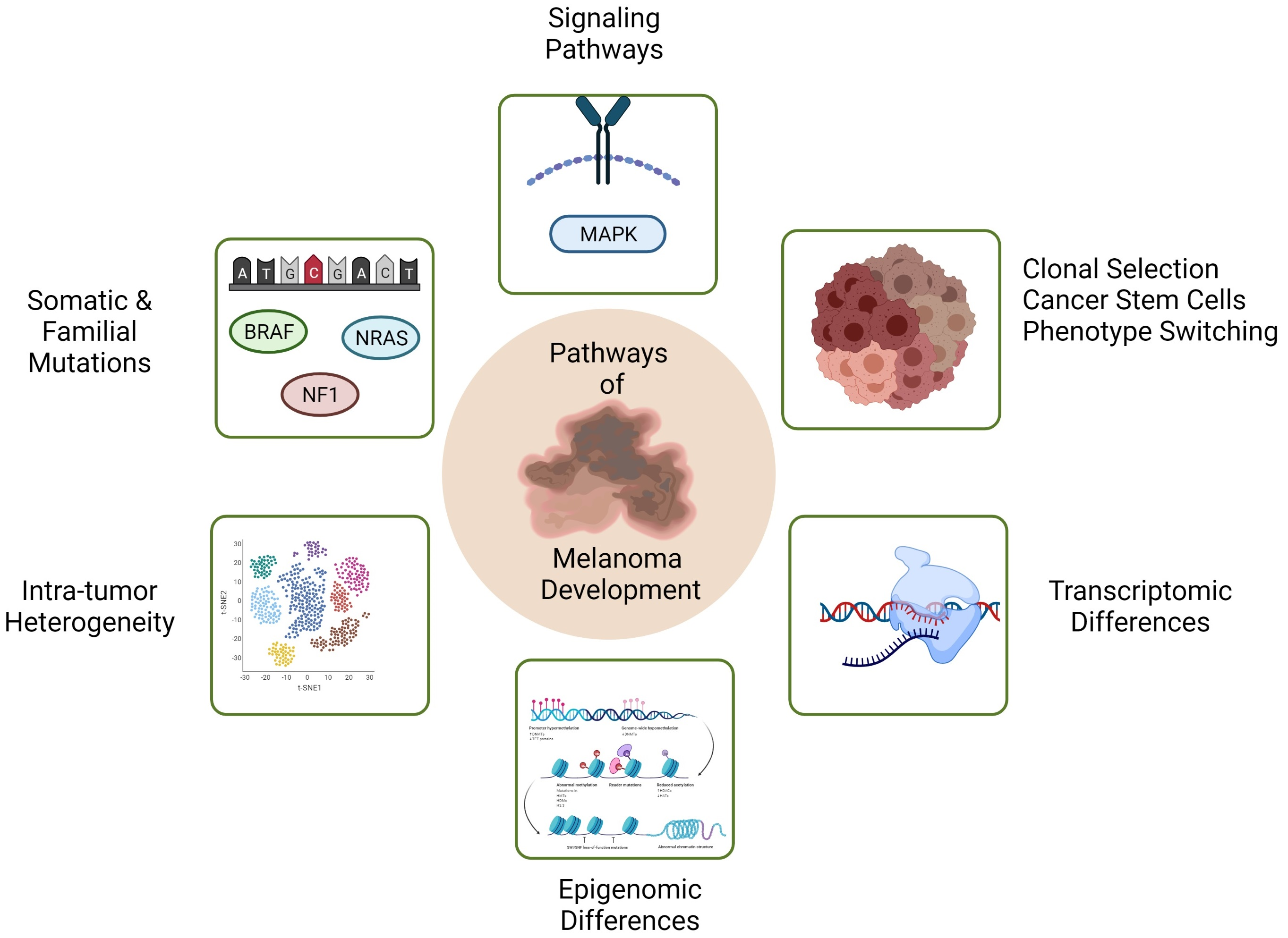 Genes | Free Full-Text | Genetic and Genomic Pathways of Melanoma ...