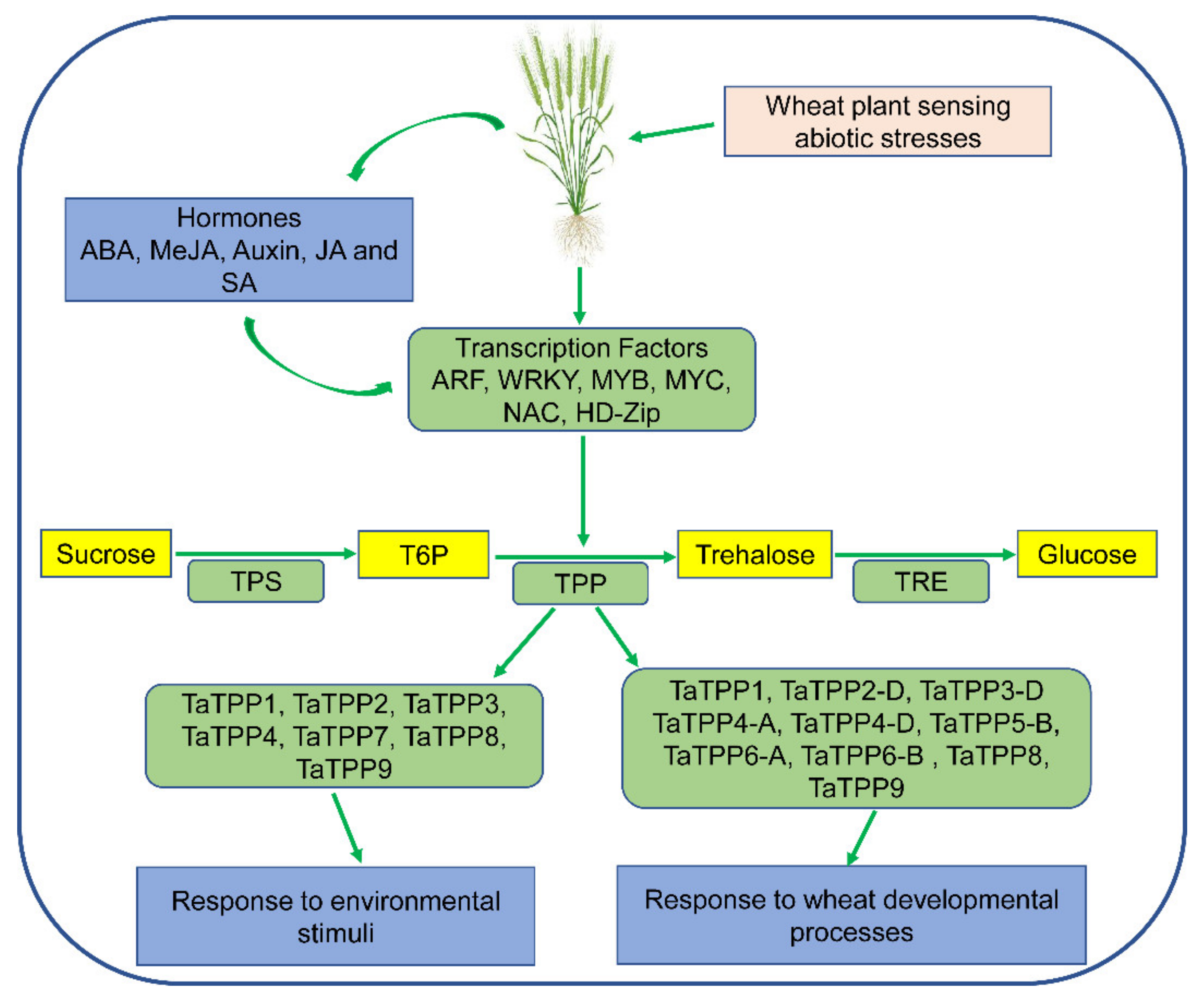 In Silico and Transcription Analysis of Trehalose-6-phosphate ...