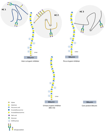Genes | Free Full-Text | Inherited Proteoglycan Biosynthesis Defects ...