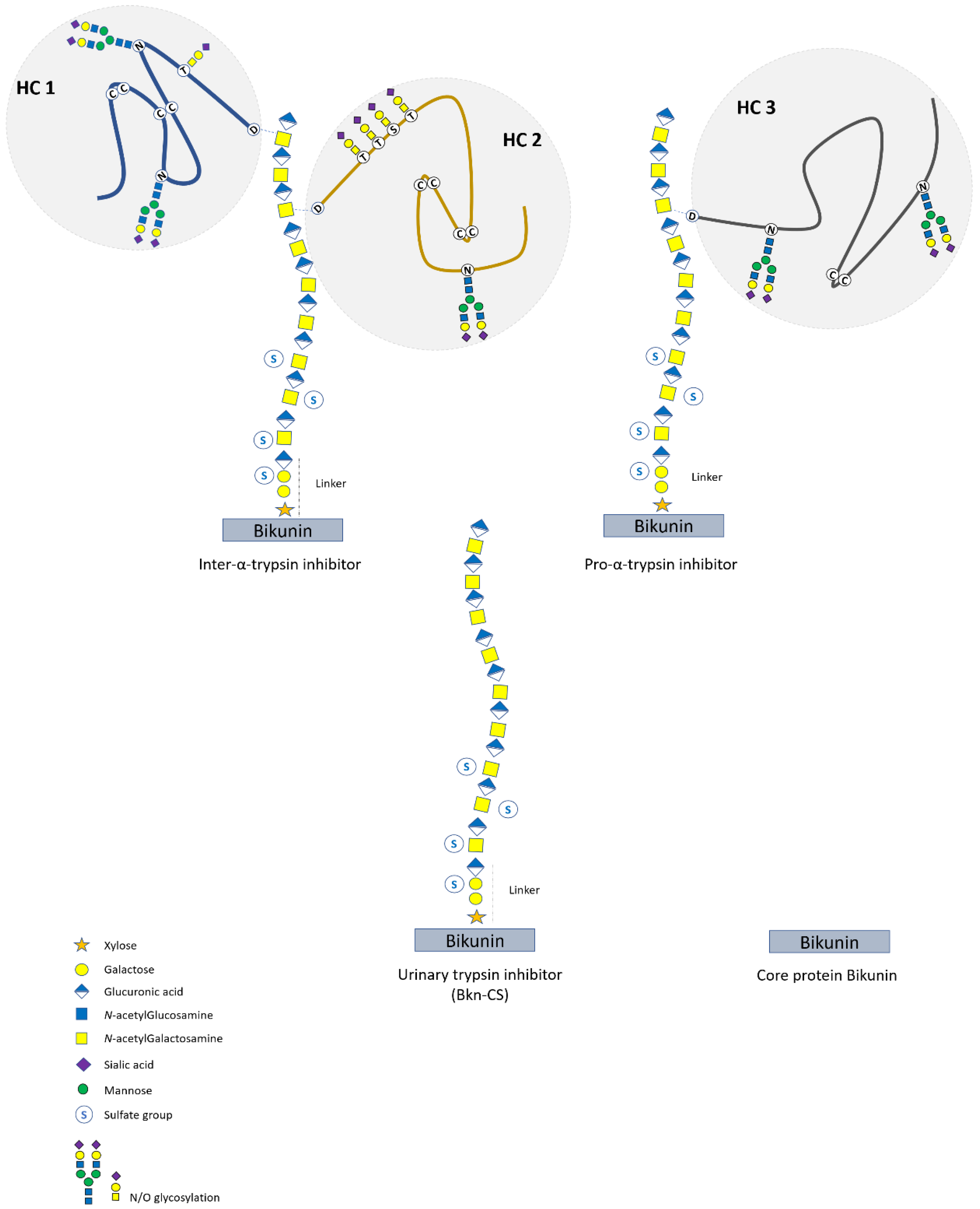Genes | Free Full-Text | Inherited Proteoglycan Biosynthesis Defects ...
