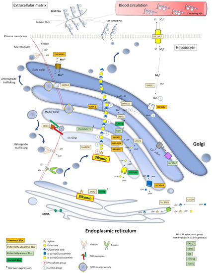 Genes | Free Full-Text | Inherited Proteoglycan Biosynthesis Defects ...