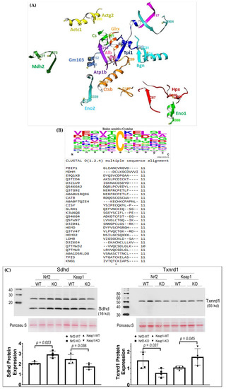 Genes | Free Full-Text | A Quantitative Proteomics Approach to Gain Insight into NRF2-KEAP1 ...
