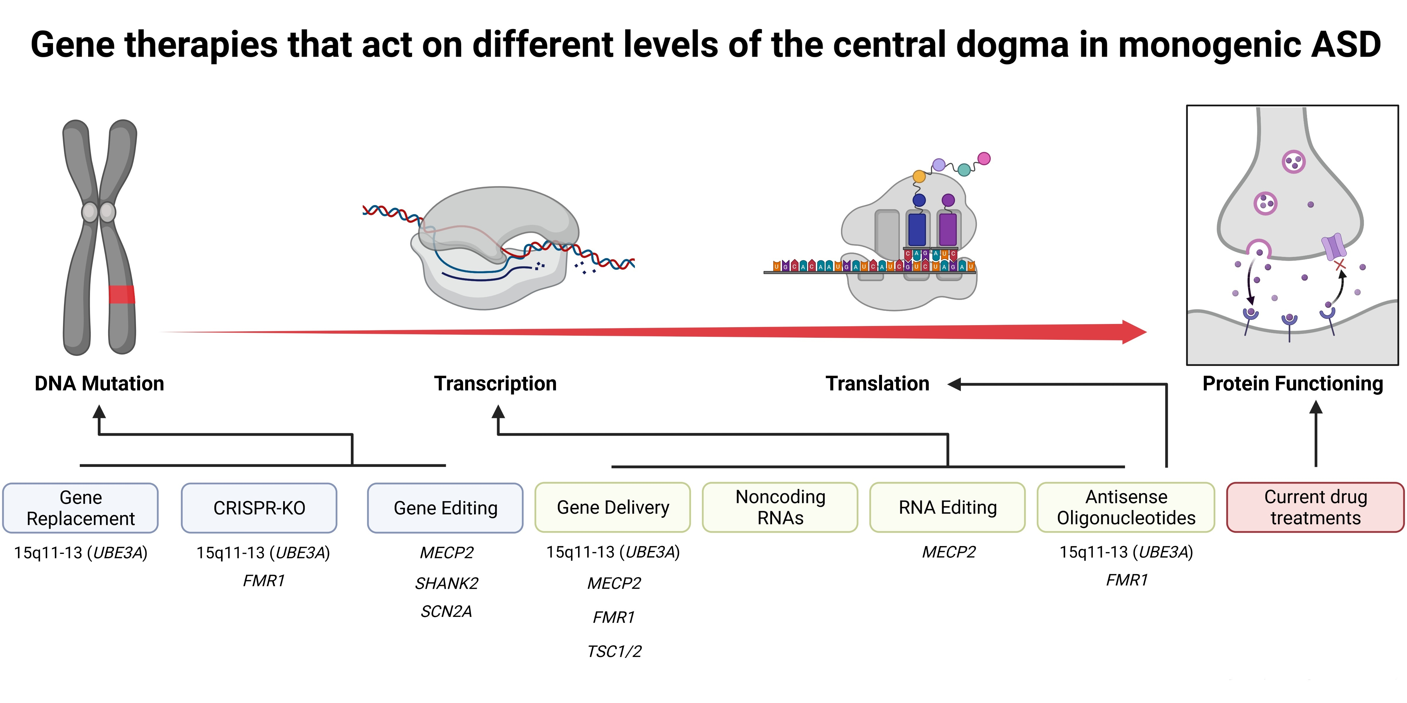 Genes | Free Full-Text | Gene Therapies for Monogenic Autism Spectrum ...