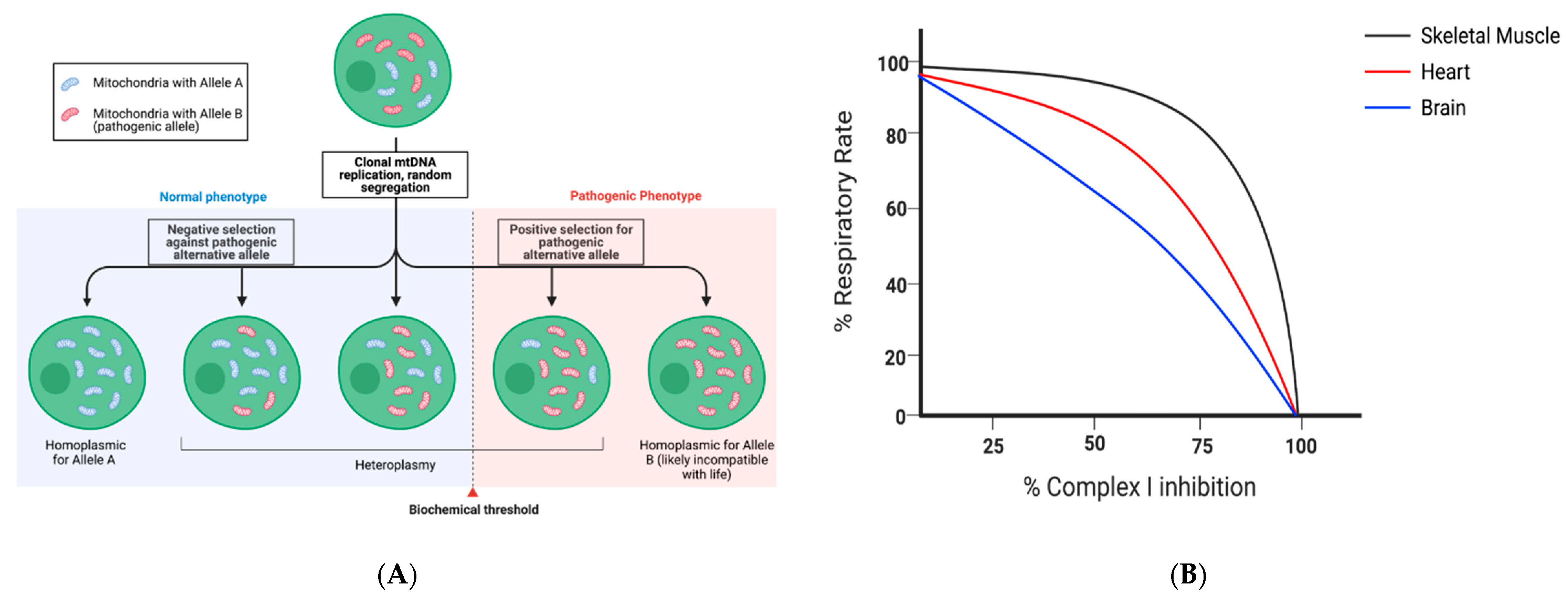 Gaining Insight into Mitochondrial Genetic Variation and Downstream Pathophysiology: What Can i ...