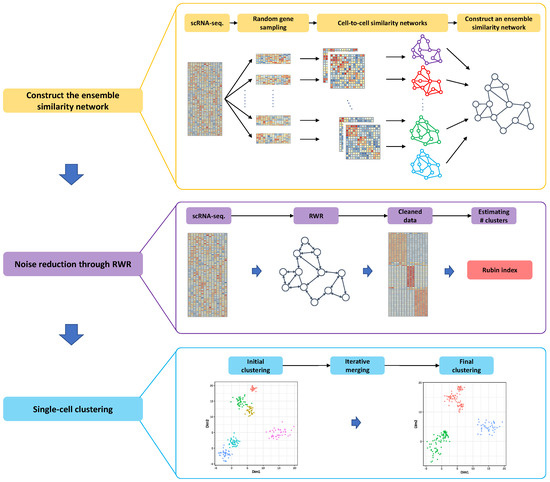 Accurate Single-Cell Clustering through Ensemble Similarity Learning