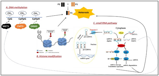 Revisiting Plant Heterosis—From Field Scale to Molecules