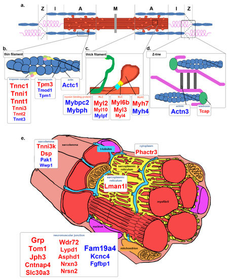 Genes | Free Full-Text | Gene Expression Profiling of Skeletal Muscles
