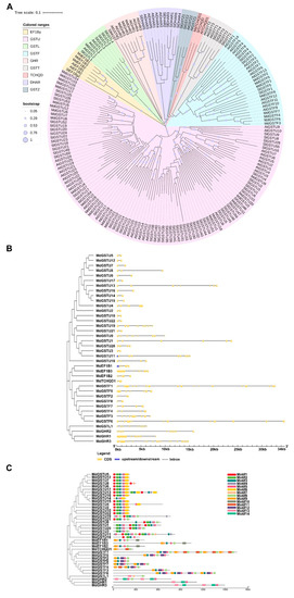 Genes | Free Full-Text | Genome-Wide Analysis of the Glutathione S ...