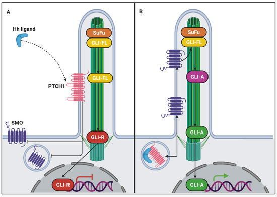Nephronophthisis-Pathobiology and Molecular Pathogenesis of a Rare ...