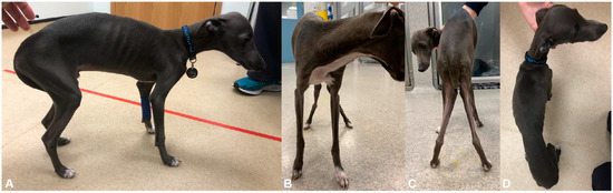 LAMA2 Nonsense Variant in an Italian Greyhound with Congenital Muscular ...