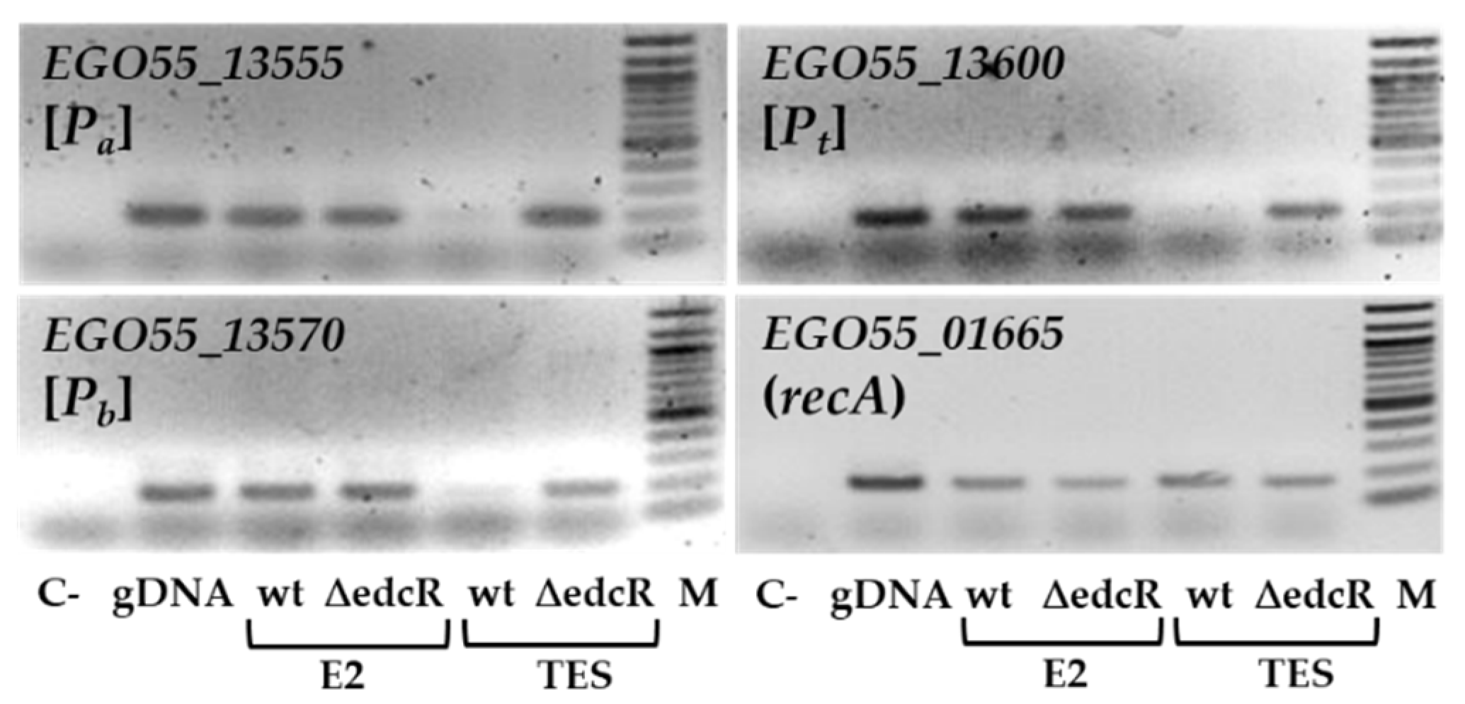 Identification of the EdcR Estrogen-Dependent Repressor in Caenibius ...