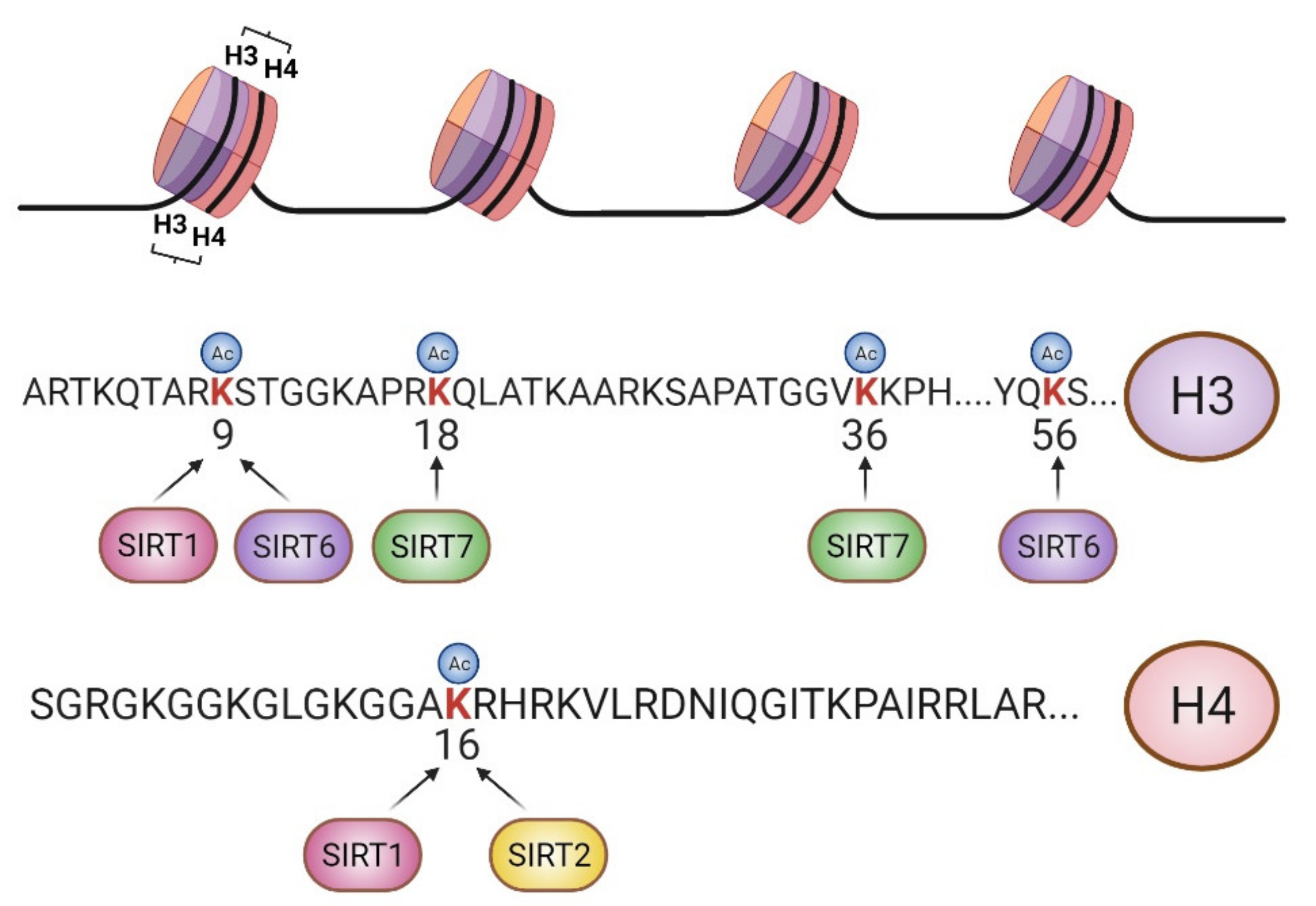 Genes | Free Full-Text | Nuclear Sirtuins and the Aging of the Immune ...