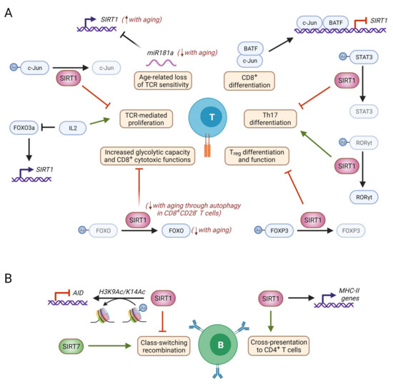 Genes | Free Full-Text | Nuclear Sirtuins and the Aging of the Immune ...