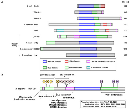 Role and Regulation of the RECQL4 Family during Genomic Integrity ...