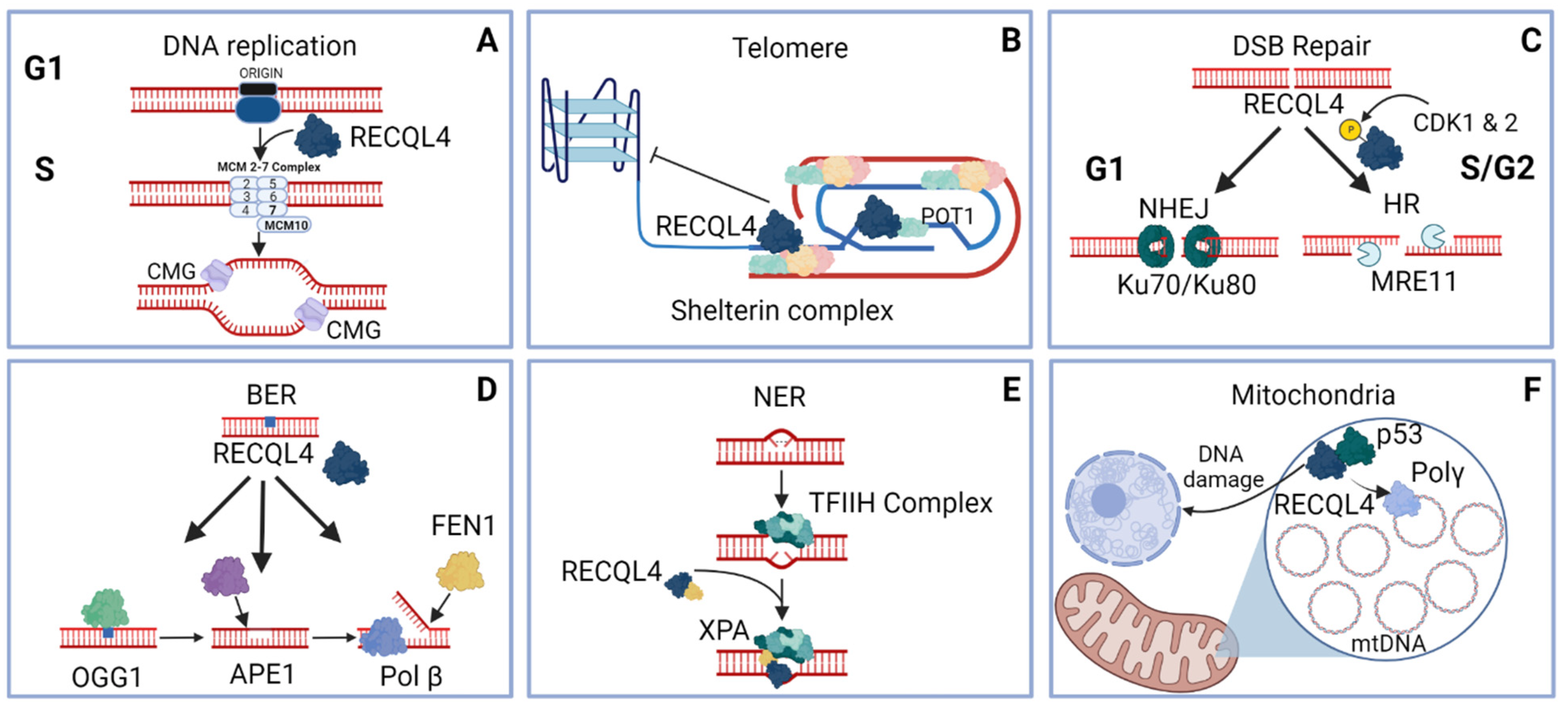 Role and Regulation of the RECQL4 Family during Genomic Integrity ...