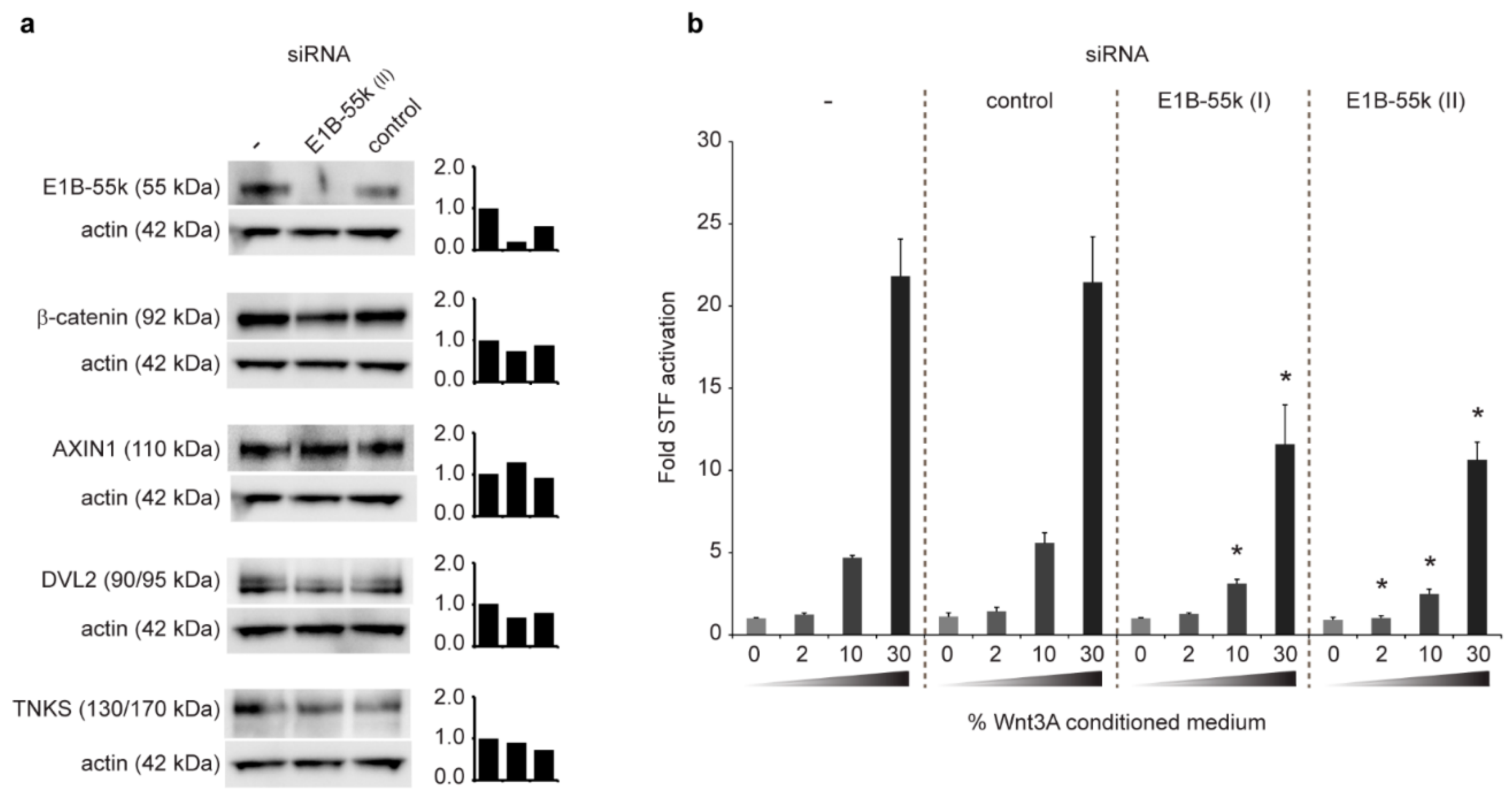 The Adenoviral E1B-55k Protein Present in HEK293 Cells Mediates ...