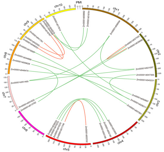 Genome-Wide Analysis of the MADS-Box Gene Family in Maize: Gene ...