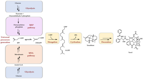 The Terpene Mini-Path, a New Promising Alternative for Terpenoids Bio ...