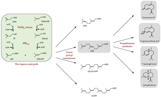 The Terpene Mini-Path, a New Promising Alternative for Terpenoids Bio ...