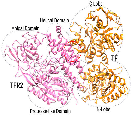 New Mutations in HFE2 and TFR2 Genes Causing Non HFE-Related Hereditary ...