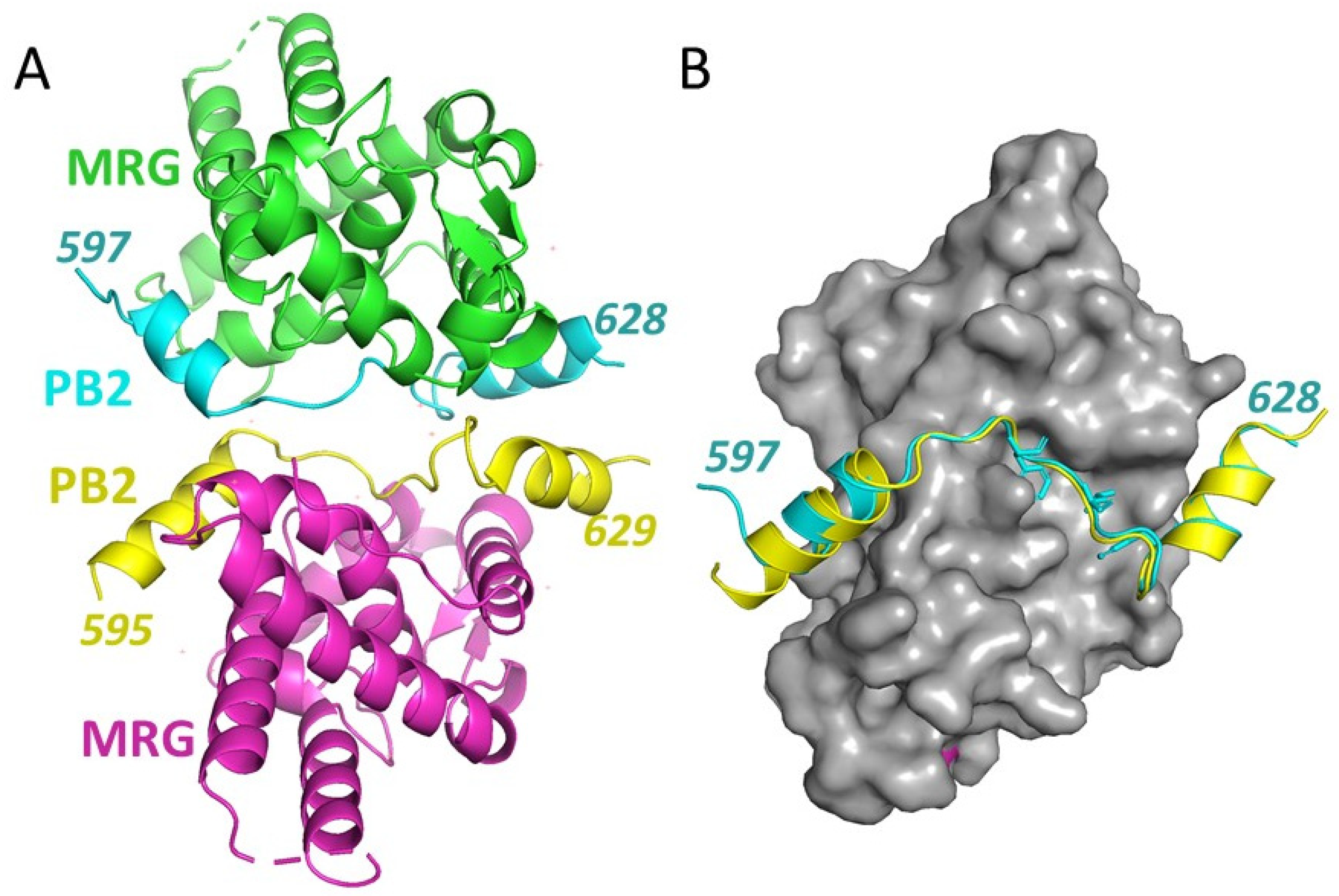 Structural Insight into the Mechanism of PALB2 Interaction with MRG15