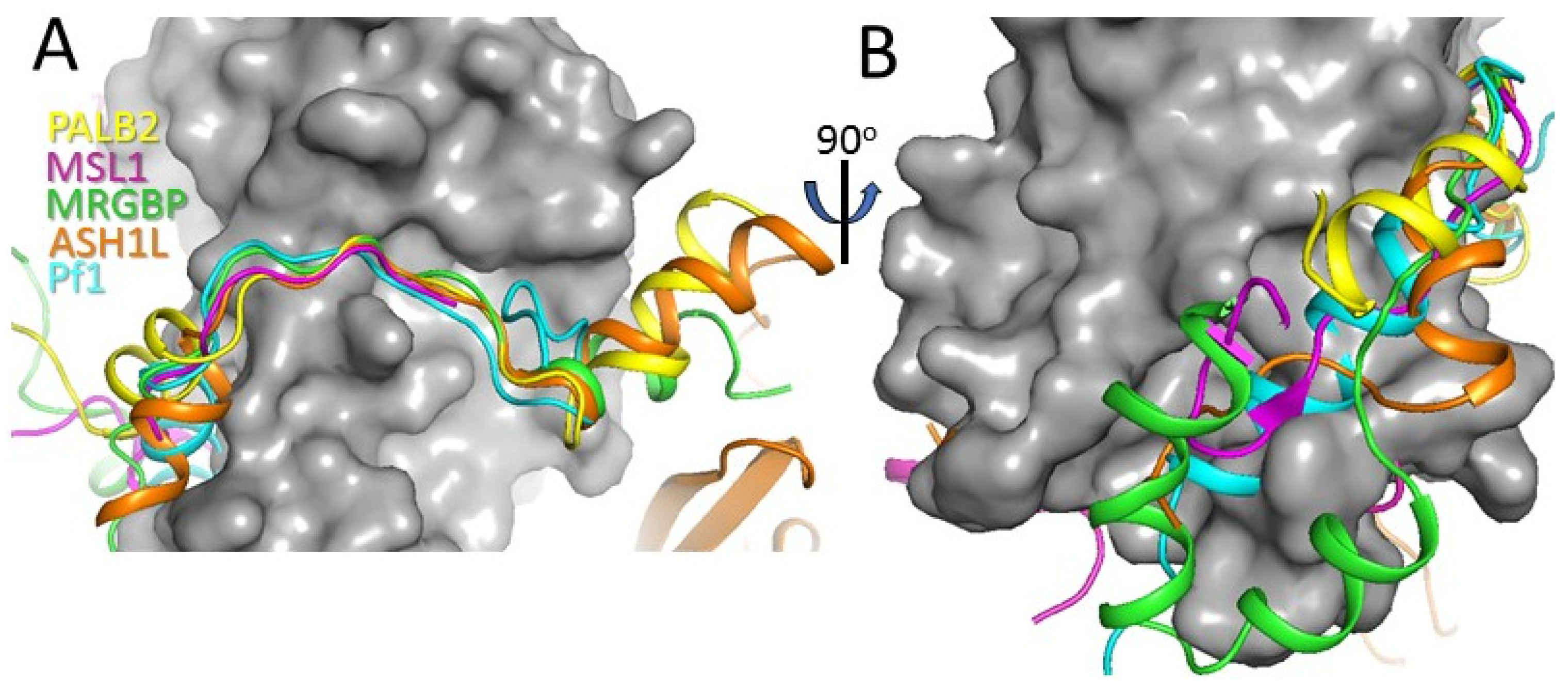 Structural Insight into the Mechanism of PALB2 Interaction with MRG15