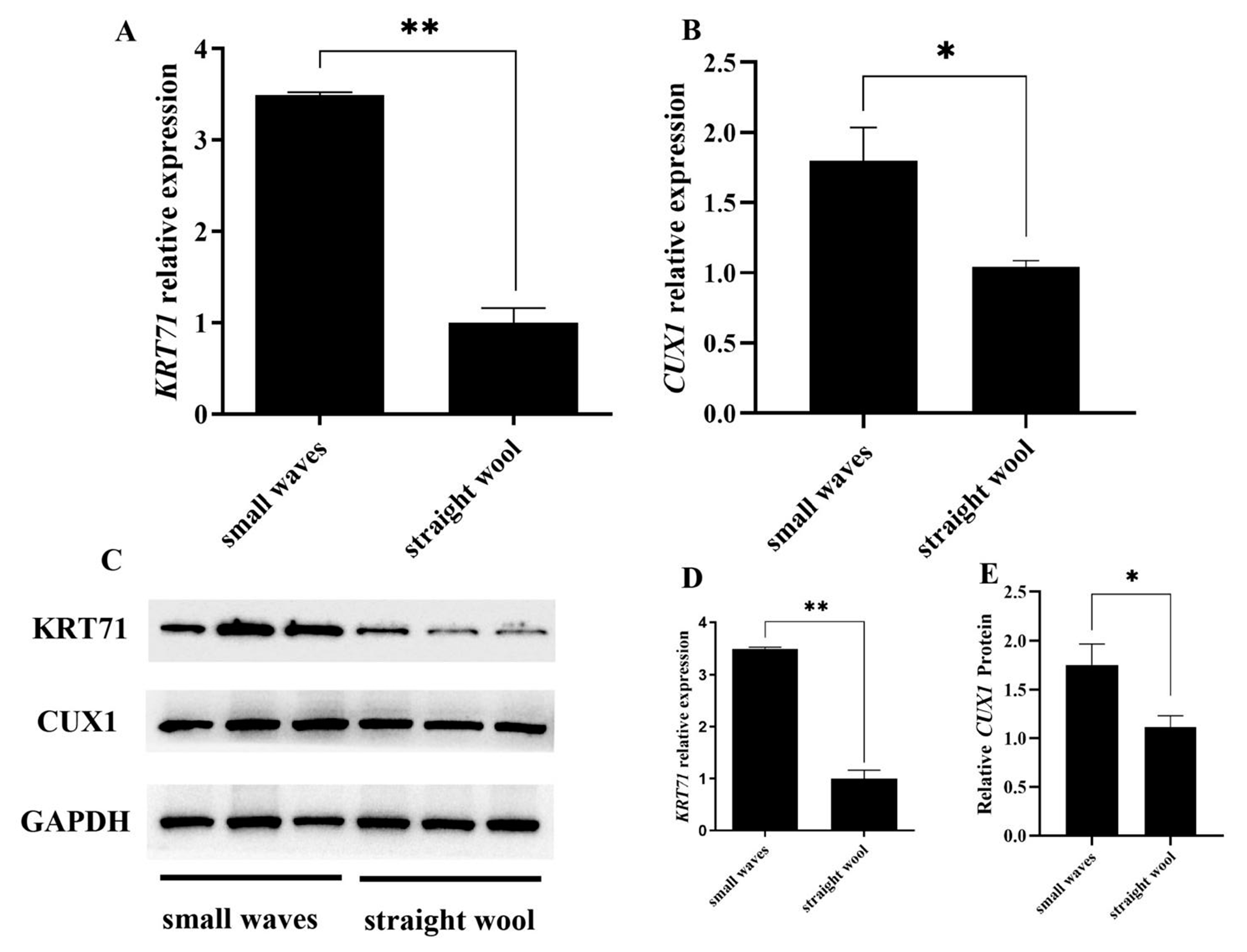 miR-143 Targeting CUX1 to Regulate Proliferation of Dermal Papilla ...