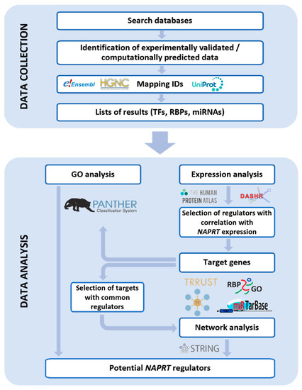 NAPRT Expression Regulation Mechanisms: Novel Functions Predicted by a ...