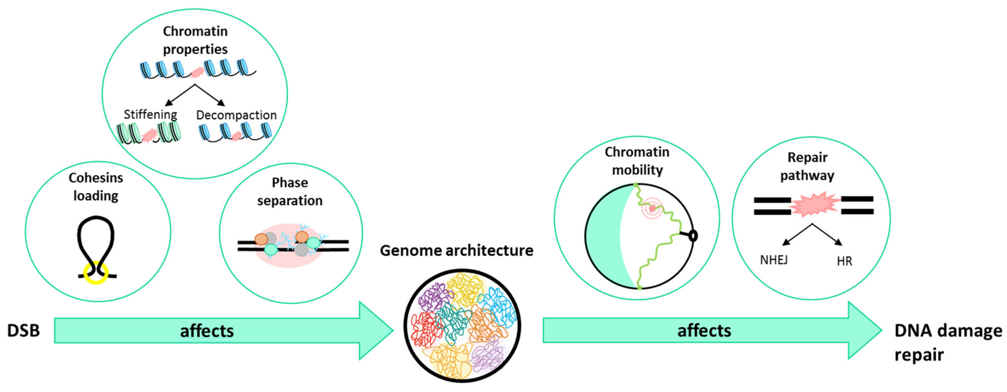 3D Genome Organization: Causes and Consequences for DNA Damage and Repair